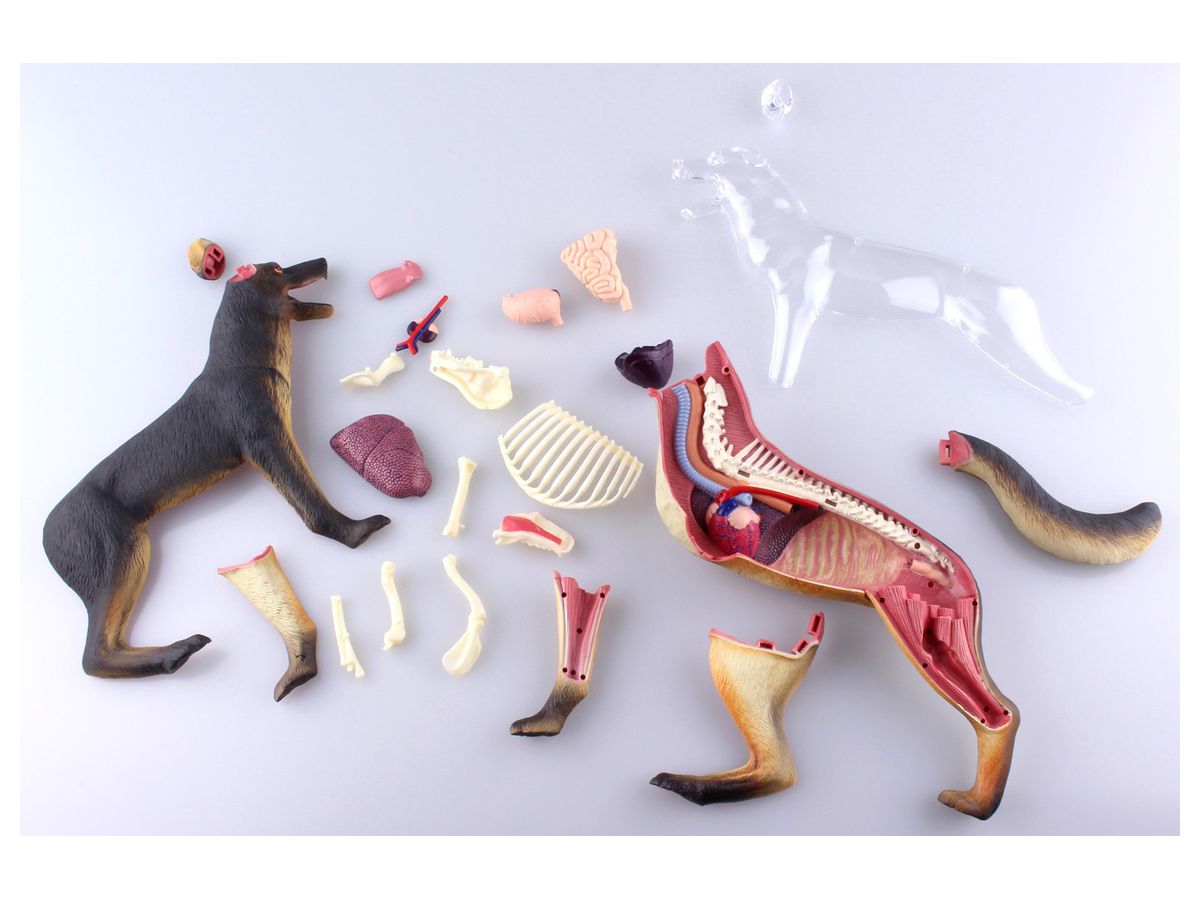 Dog Anatomical Model | HLJ.com