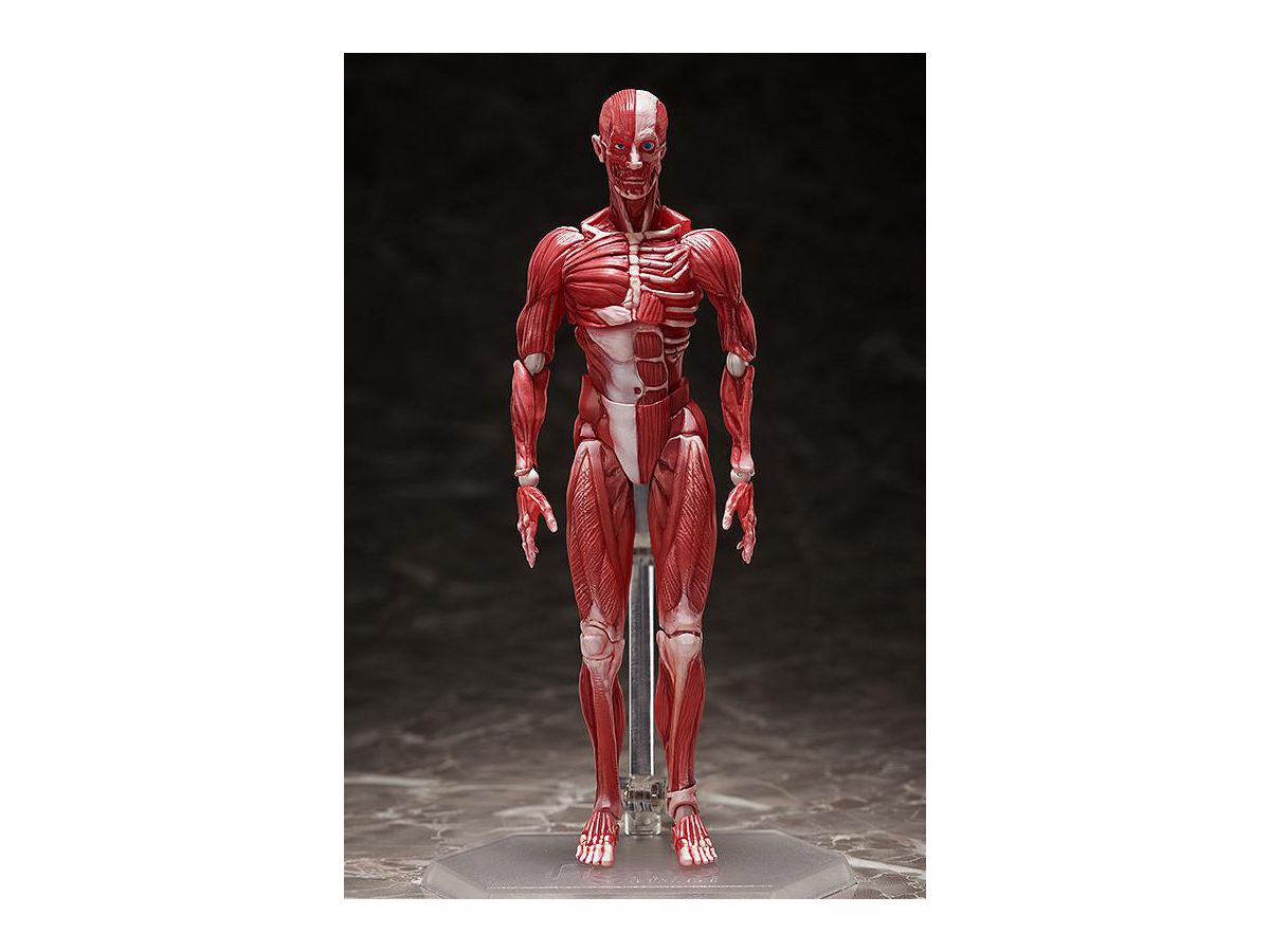 figma Human Anatomical Model | HLJ.com