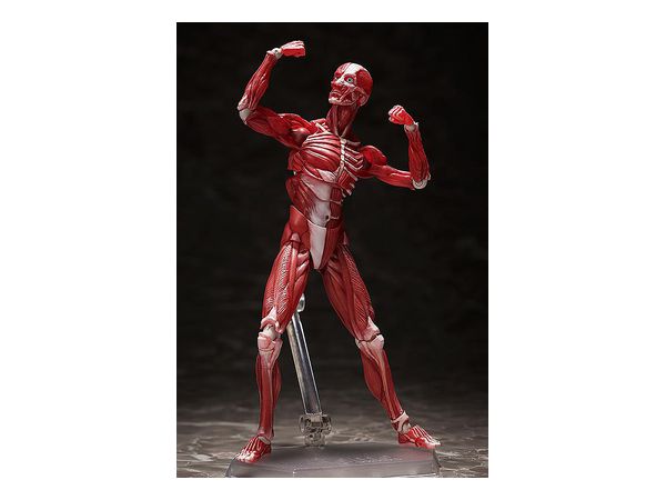 figma Human Anatomical Model | HLJ.com